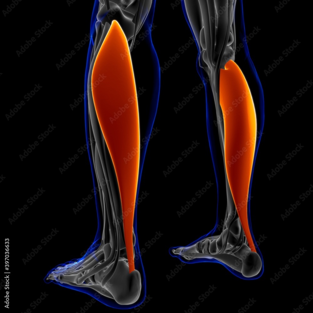 Soleus Muscle Anatomy For Medical Concept 3D Illustration Stock ...