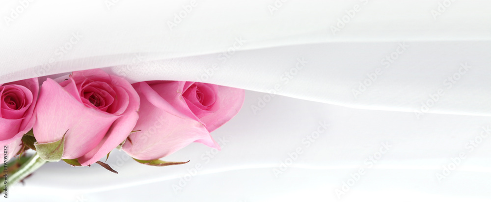 Pink rose flower white silk long horizontal background. Stock Photo ...