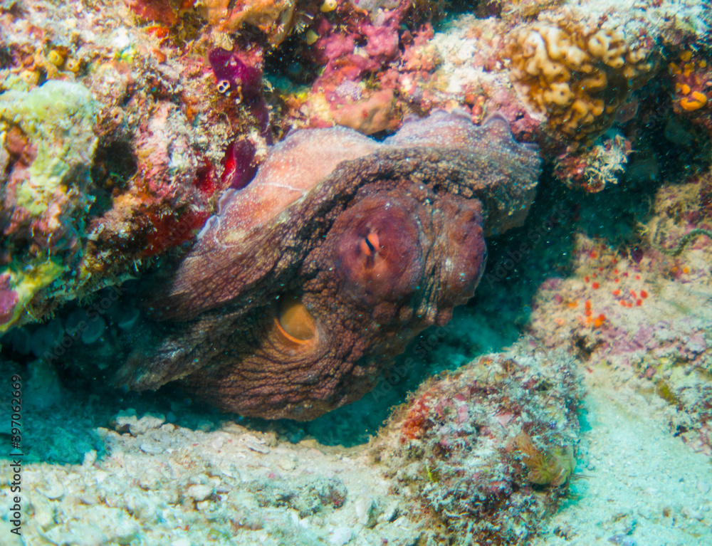 Underwater Life: Common Octopus (Octopus Vulgaris) underwater foto in ...