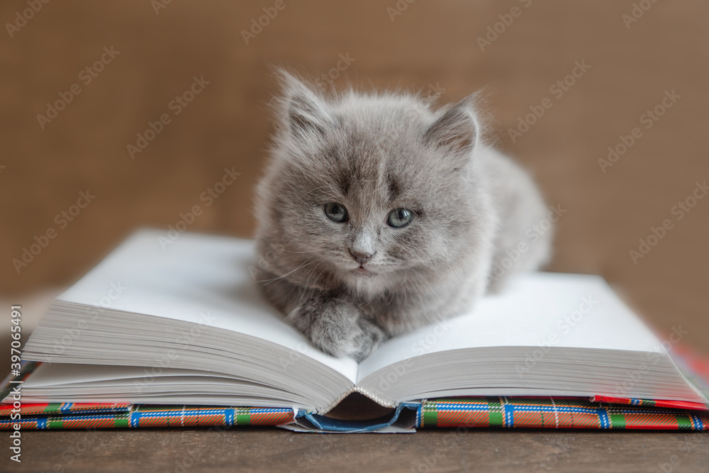 Cute Kitten Studying