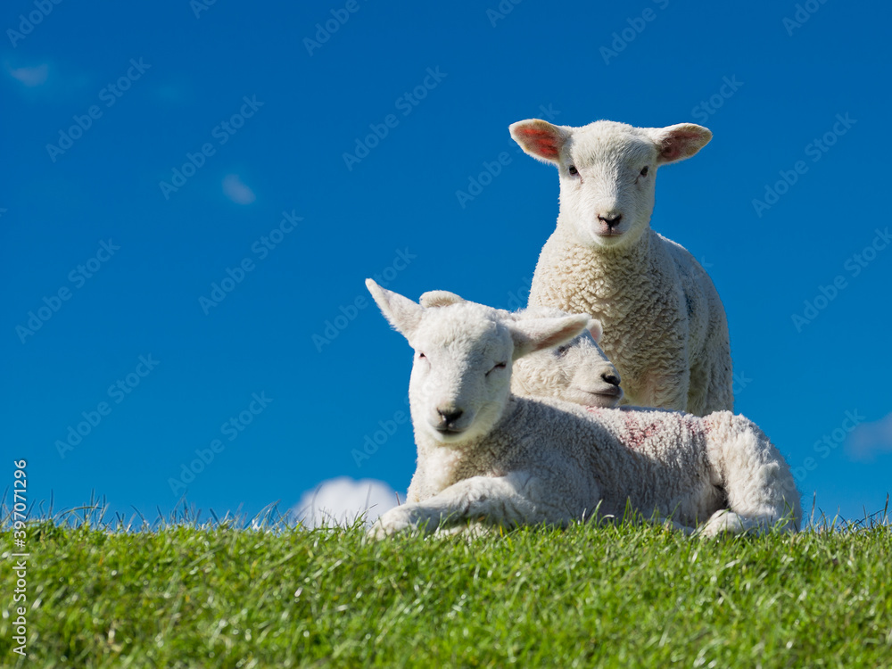 Deich Stock Photo | Adobe Stock