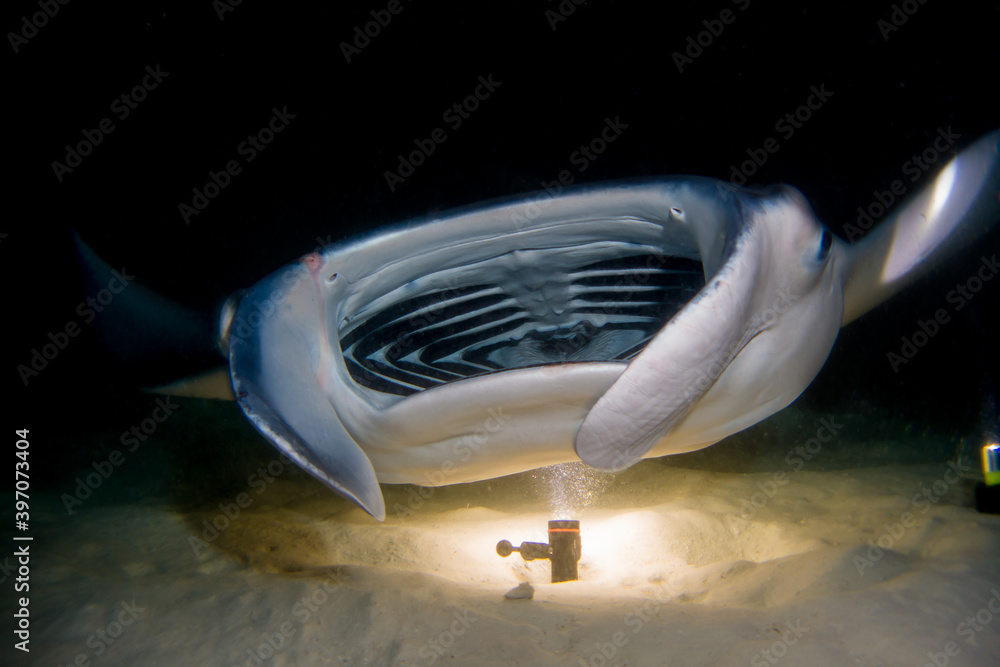 Manta Ray (Mobula alfredi) feeding plankton with an open mouth during a ...