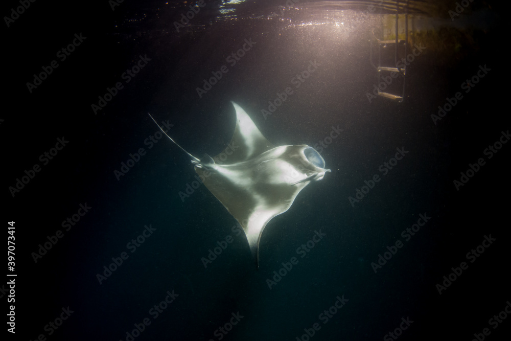 Manta Ray (Mobula alfredi) feeding plankton during a night dive with a ...