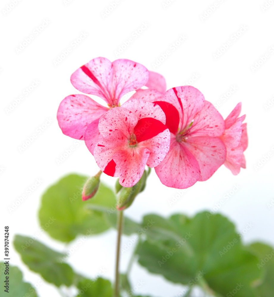 Geranium plant with spotty pink flowers, Geranium Zonal, Pelargonium ...