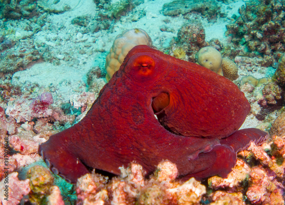 Underwater Life: Common Octopus (Octopus Vulgaris) underwater foto in ...