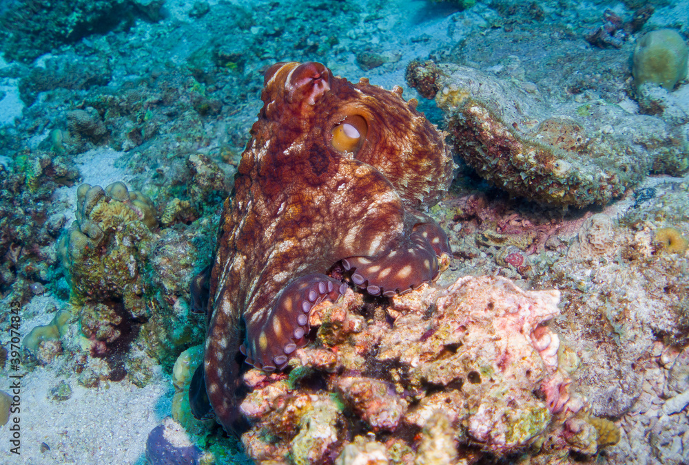Underwater Life: Common Octopus (Octopus Vulgaris) underwater foto in ...