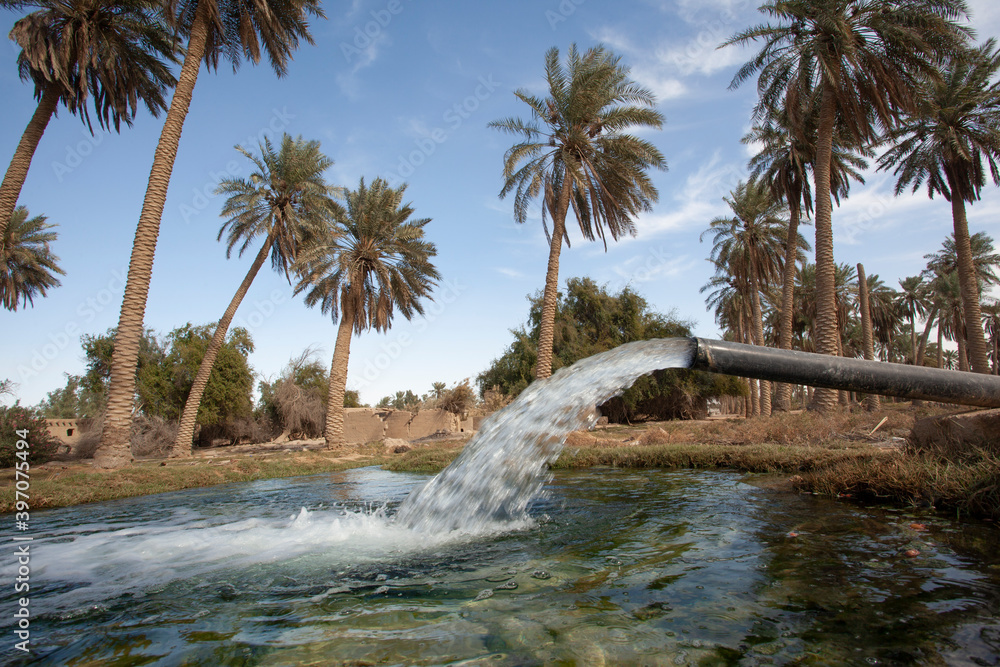 The city of Al-Ahsa is famous for its palm cultivation. Saudi Arab ...