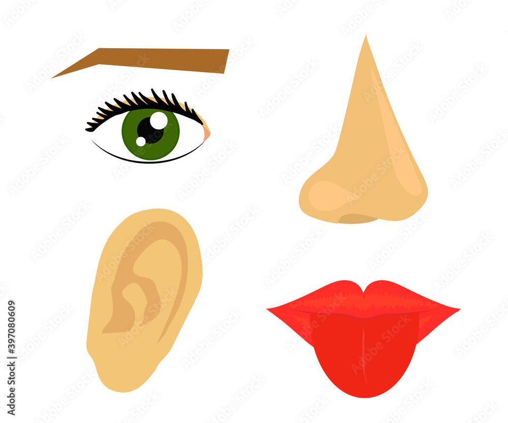 Human sense organs on a white background. Collection. Vector ...