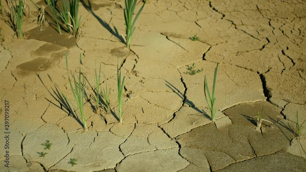 Cracks drought pond lake wetland, swamp very drying up the soil crust ...