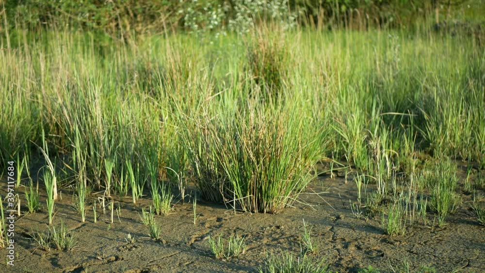Drought wetland, swamp clay rushes Juncus drying up cracked soil crust ...