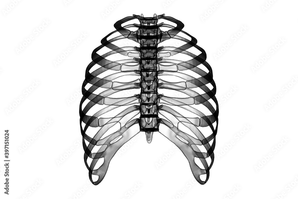 2d render Rib cage bones. Human skeletal system Stock Illustration ...