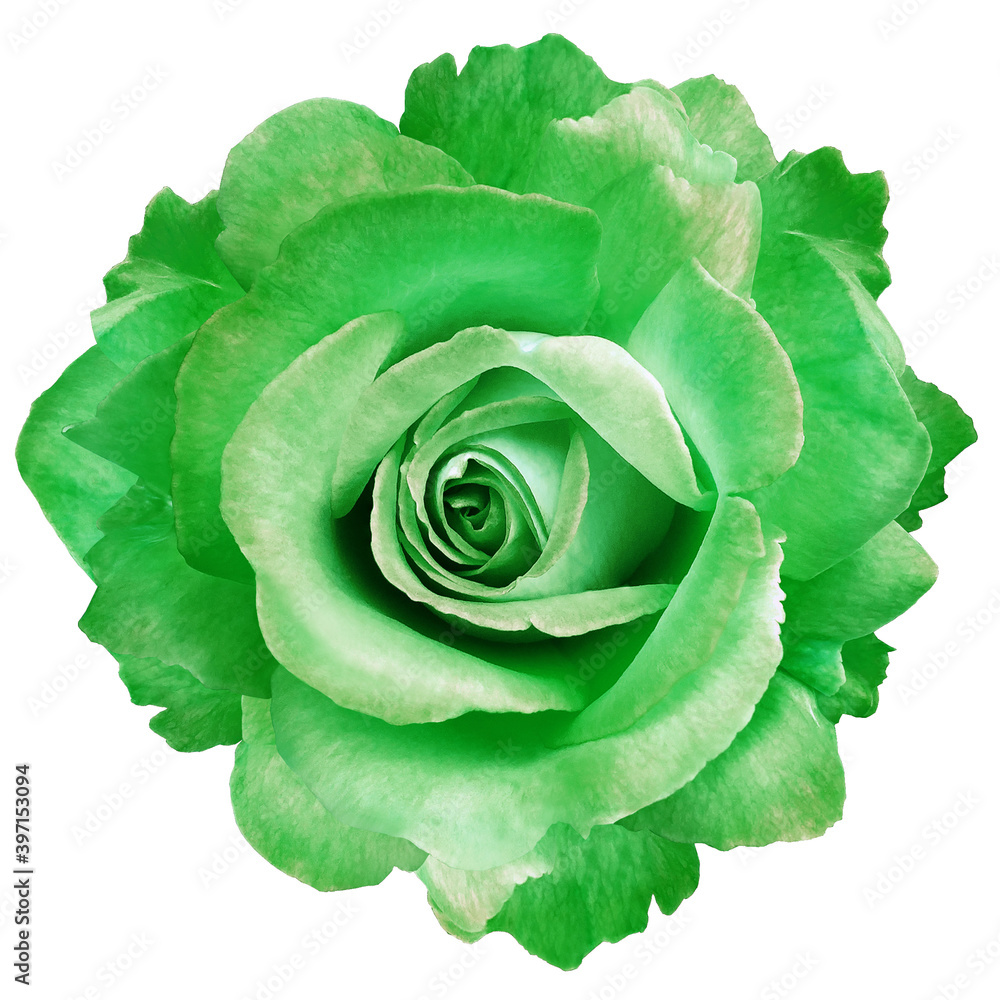 green rose flower on a white isolated background with clipping path ...