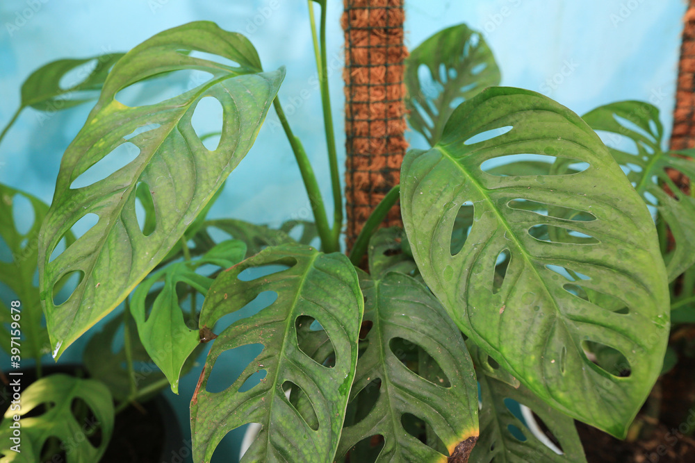 Monstera Acuminata, Monstera Adansonii, Monstera Obliqua are plants ...