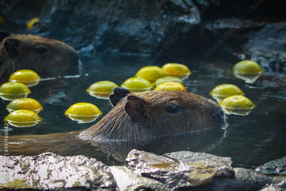 Foto de Capybaras bathing in hot springs filled with bitter lemons in a ...