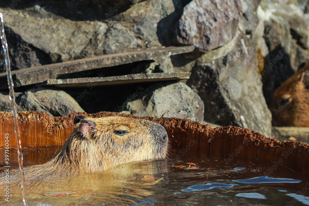 Capybara bathing in a wooden hot spring bath in a Japanese zoo Stock ...