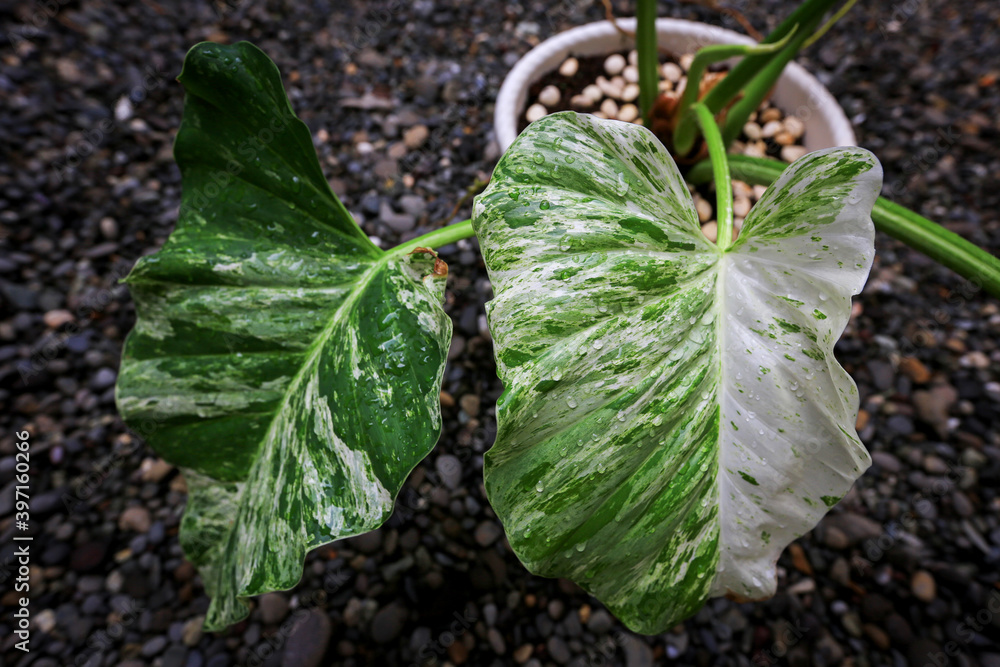 Philo Marble Variegata, the color and texture of the leaves are so ...