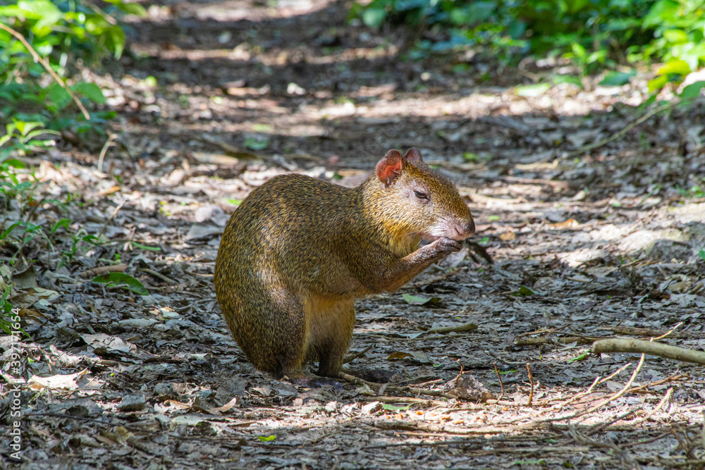 The Mexican agouti (Dasyprocta mexicana) is a species of rodent in the ...