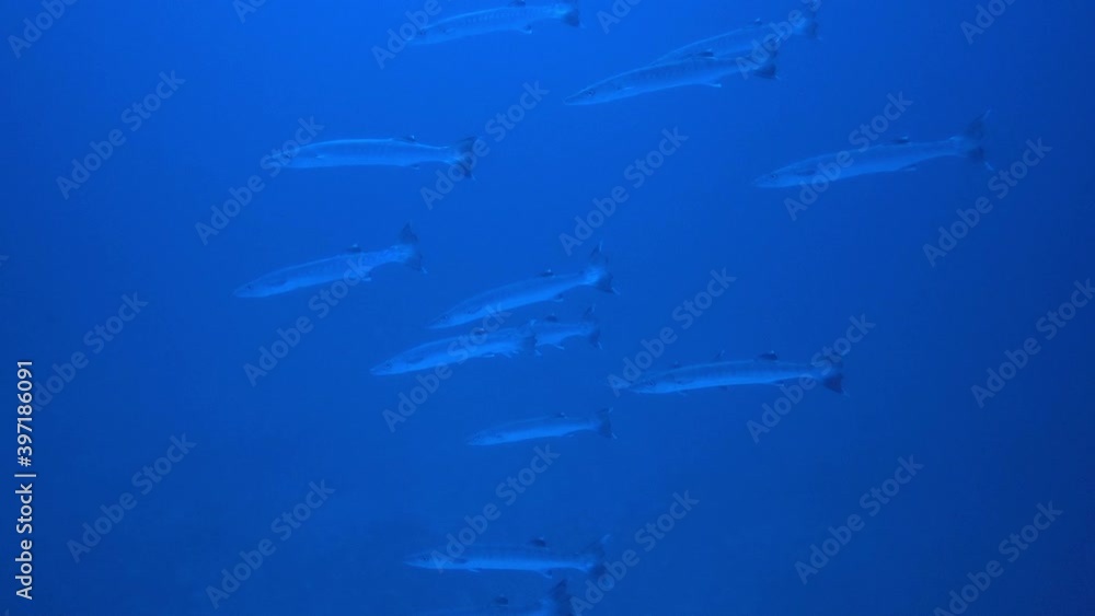 School of tuna tunny fish on the blue background of the sea under water ...