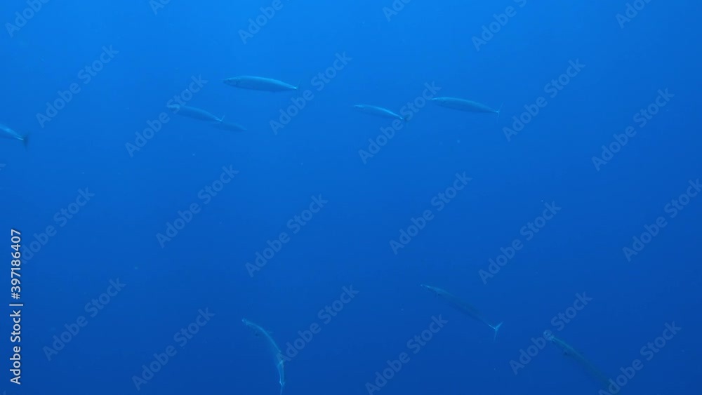 School of tuna tunny fish on the blue background of the sea under water ...