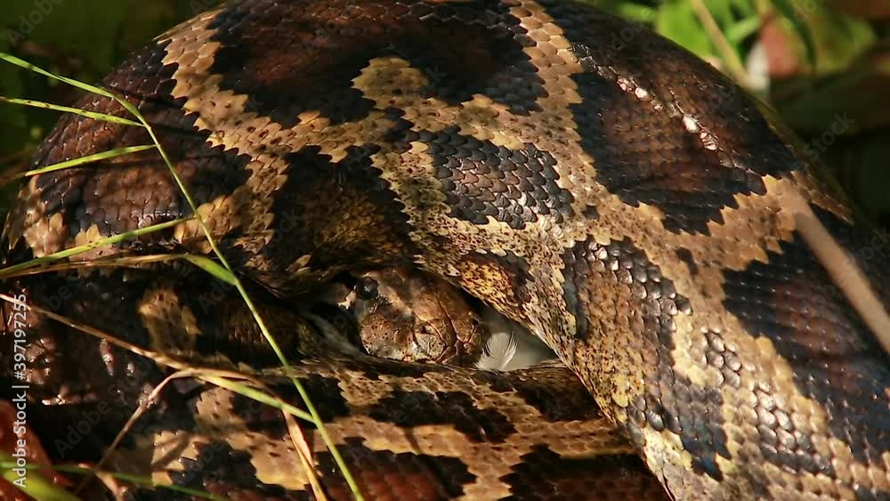 A large Python swallows its prey. Python eating a chicken. Animal ...