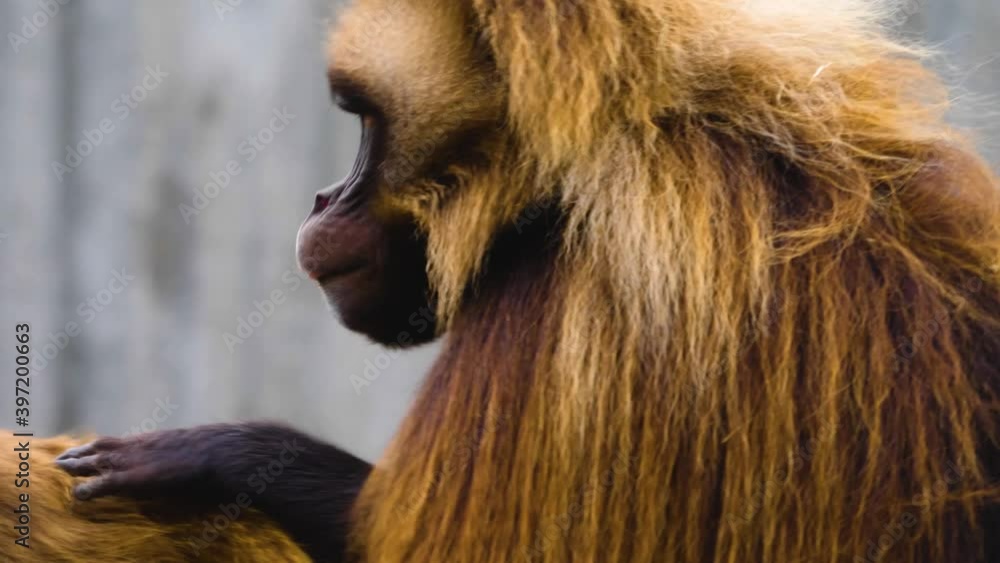 Close up of male baboon mating with a female. 素材庫影片 | Adobe Stock