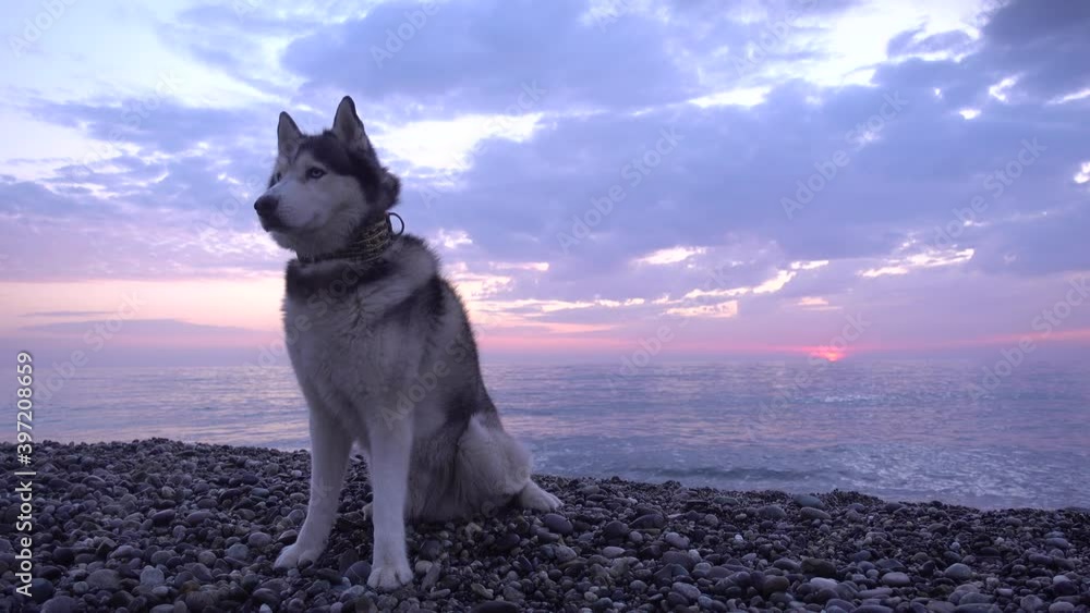 Sunset. Siberian husky sits on a pebble beach. Fluffy black and white ...