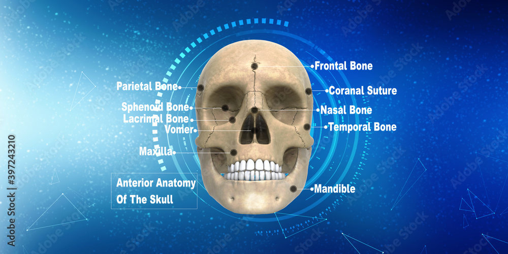 3d illustration Human Skull anatomy Stock Illustration | Adobe Stock