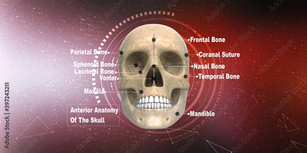 3d illustration Human Skull anatomy Stock Illustration | Adobe Stock