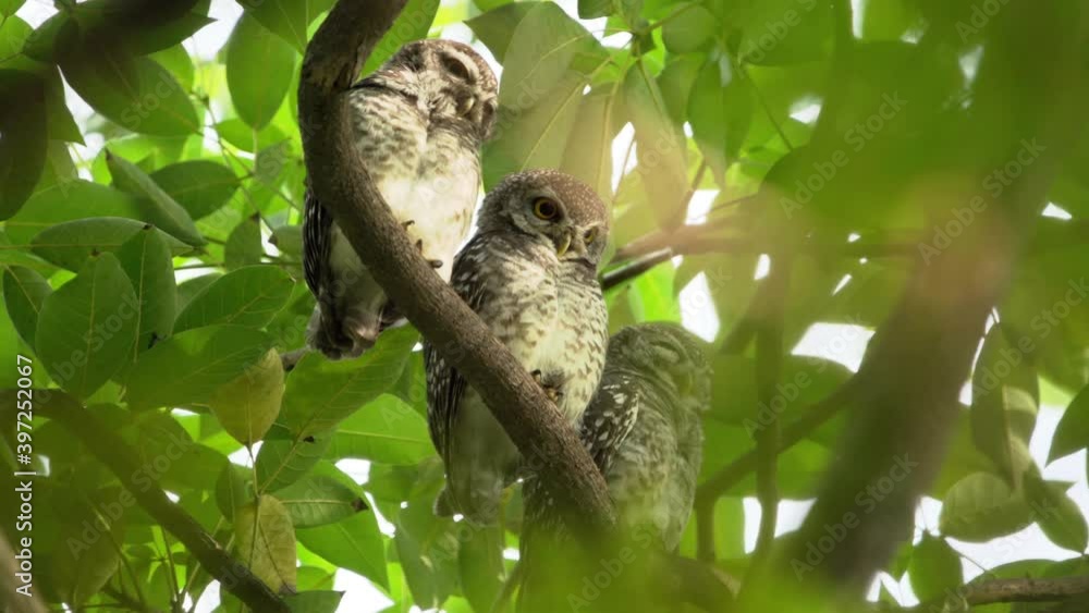 3 birds singing that live as families are located on the branches of ...
