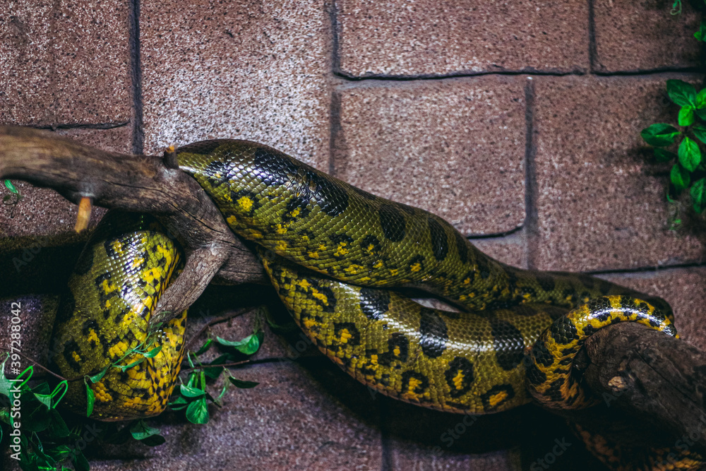 snake in a tree (ESKİŞEHİR HAYVANAT BAHÇESİ, Turkey) Stock Photo ...