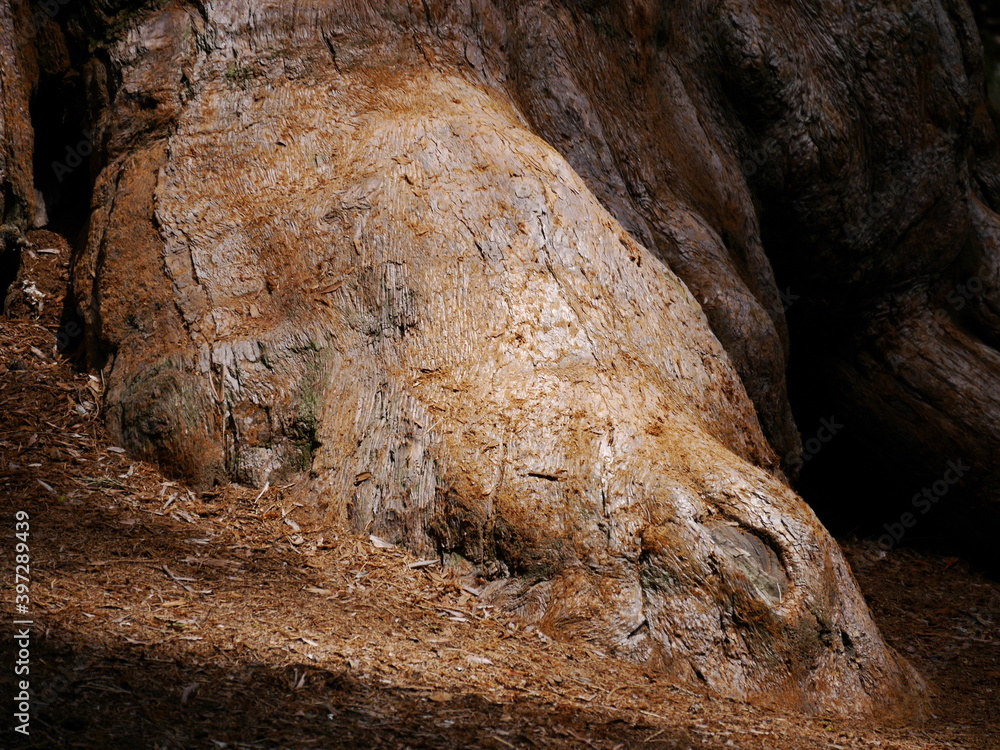 Foto de Trunk of the General Sherman Tree, the largest tree in the ...