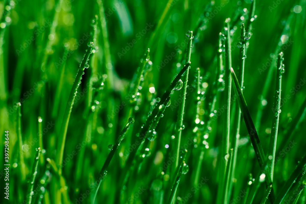 Dark green grass background with long straight leaves in water drops ...
