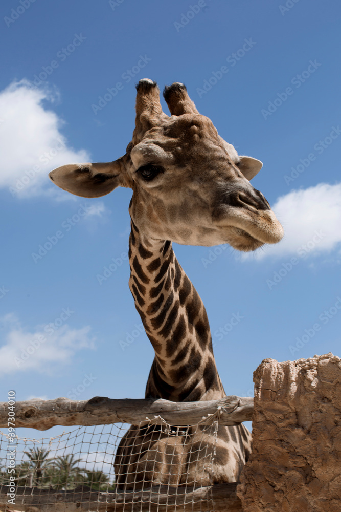 Giraffe Stock Photo | Adobe Stock