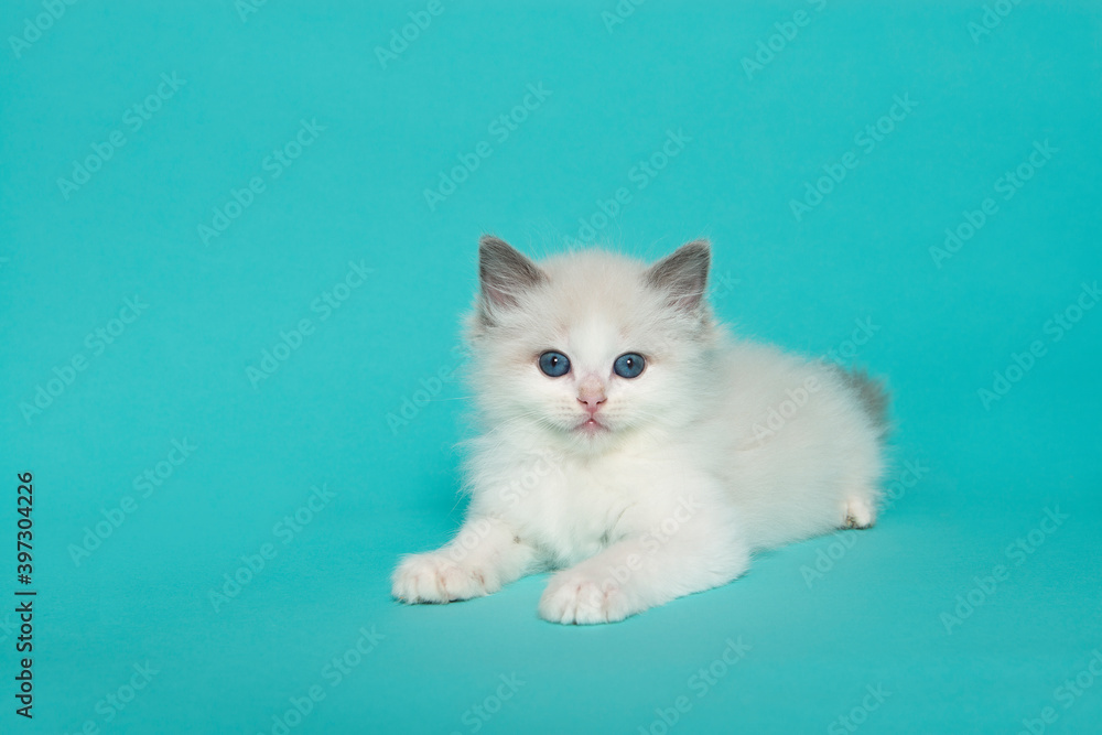 Cute ragdoll kitten with blue eyes lying down on a blue background ...
