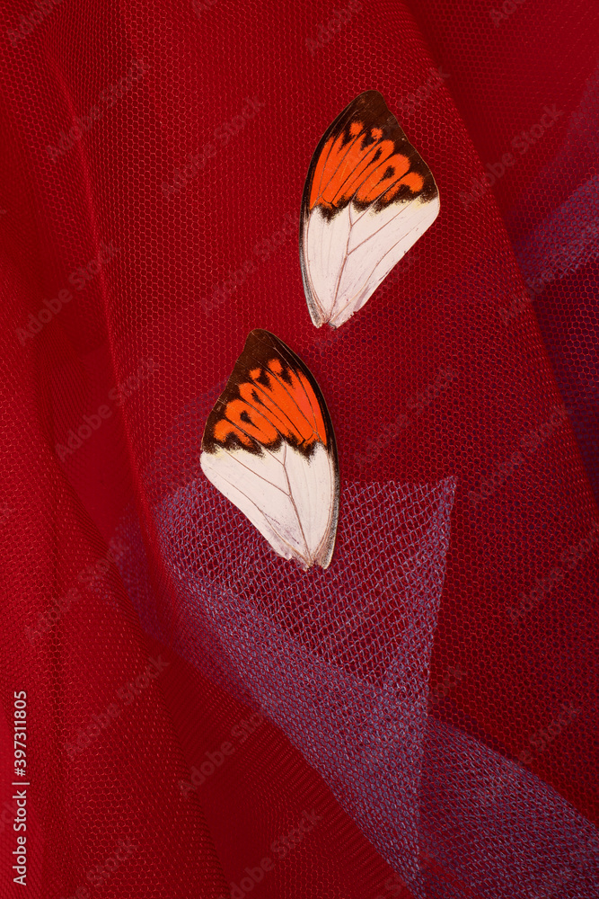 Butterfly wings Stock Photo | Adobe Stock
