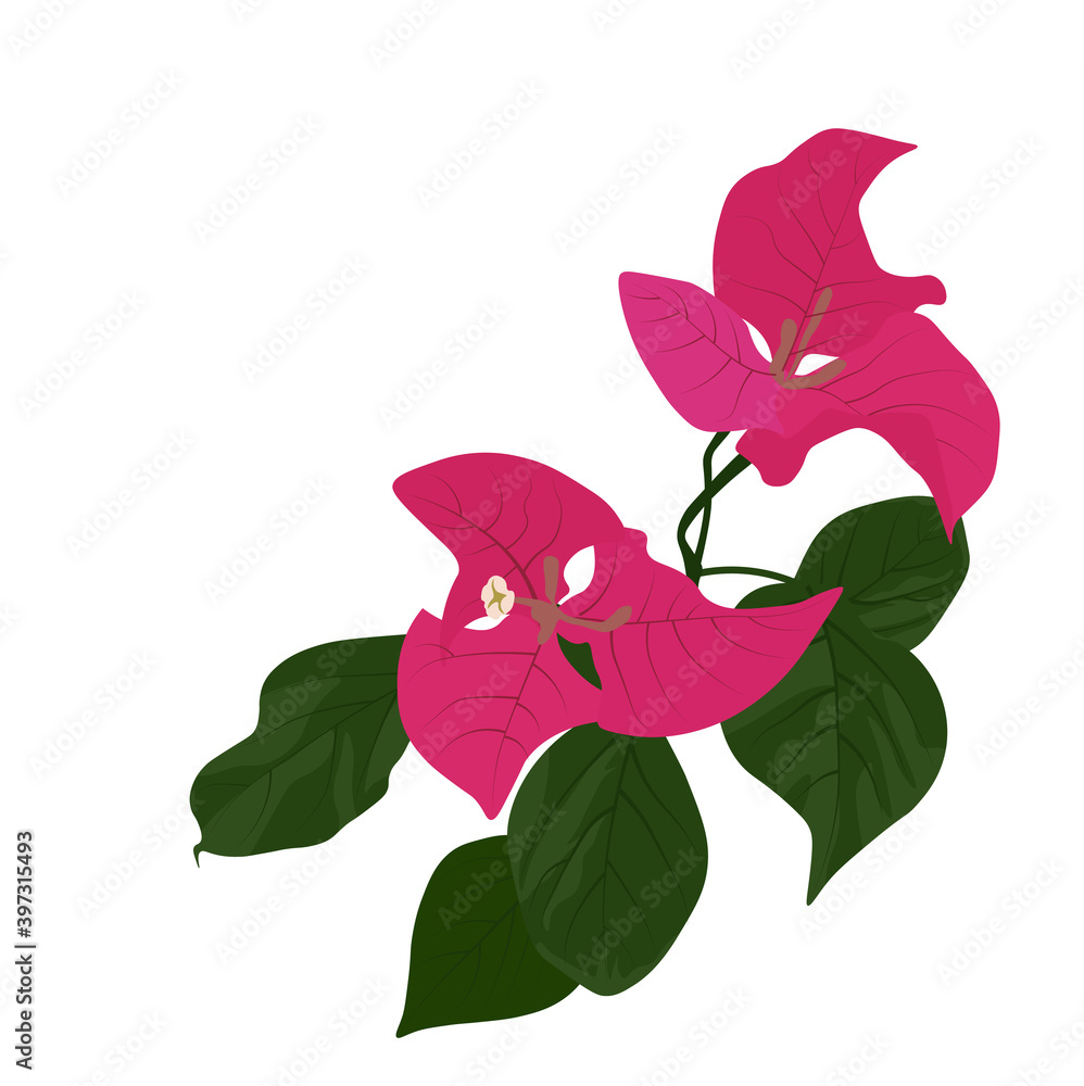 Blooming bougainvillea vector stock illustration. Magenta bougainvillea ...
