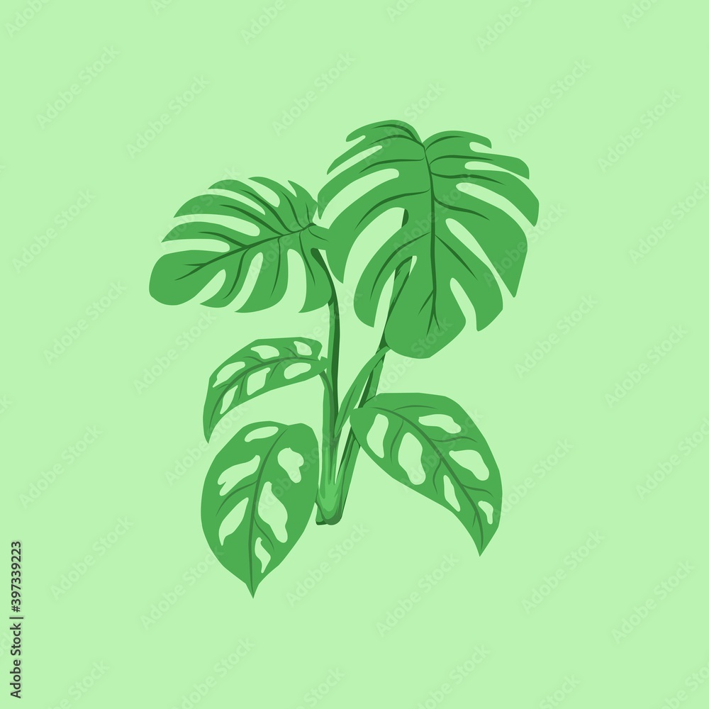 Monstera Obliqua flower illustration in a pot, exotic house plant with ...