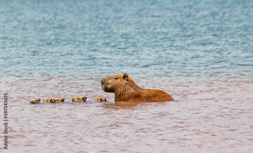 Five capybara chicks swimming together with their mother at Paranoá ...