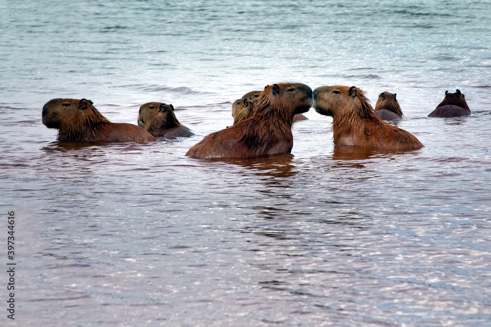 Two capybaras kissing while the rest of the herd enjoy Lake Paranoá in ...