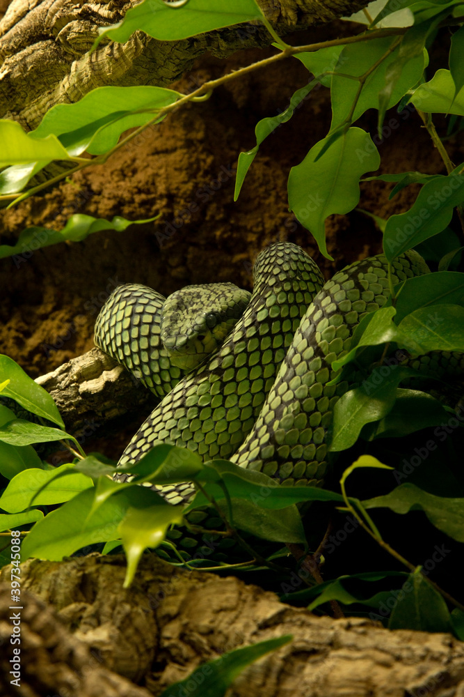 Foto de The Sri Lankan pit viper, Ceylon pit viper, Sri Lankan green ...