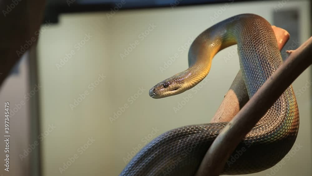 Water python snake or brown water python. Liasis fuscus species, is an ...