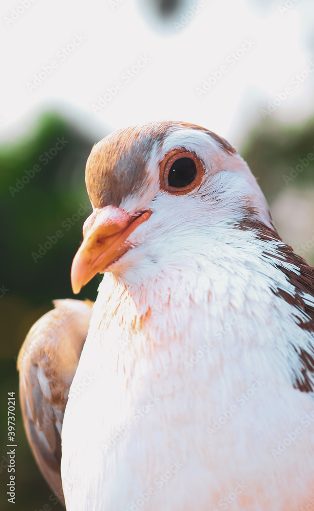 Pigeon posing for the photo. Front view of the face of pigeon face to ...
