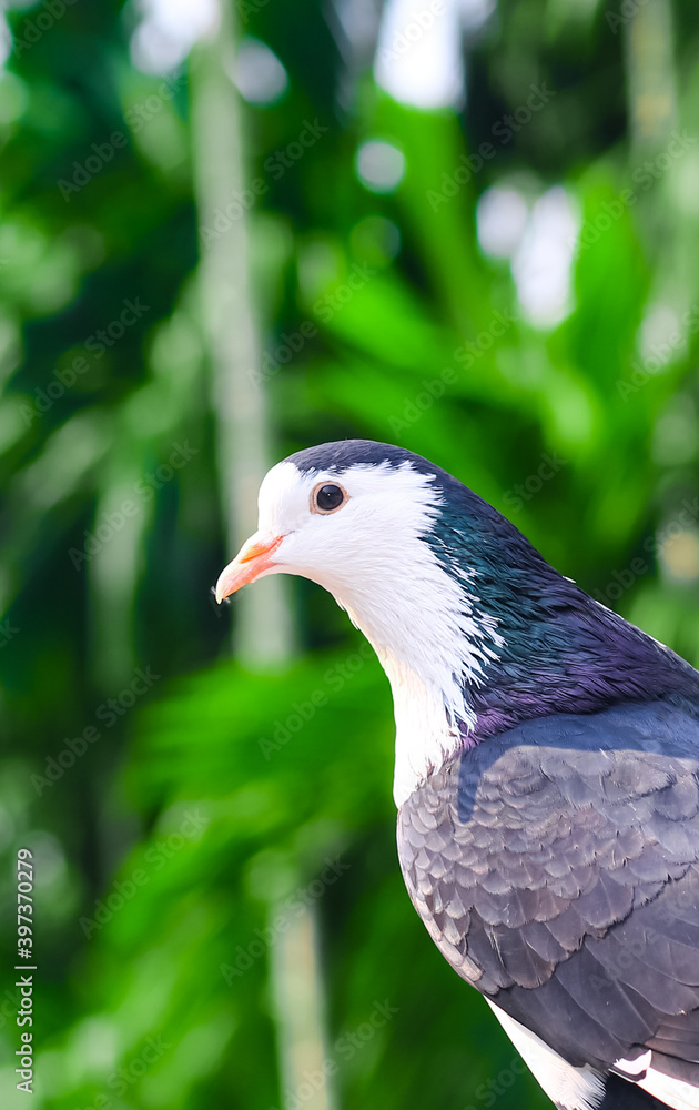 Pigeon posing for the photo. Front view of the face of pigeon face to ...