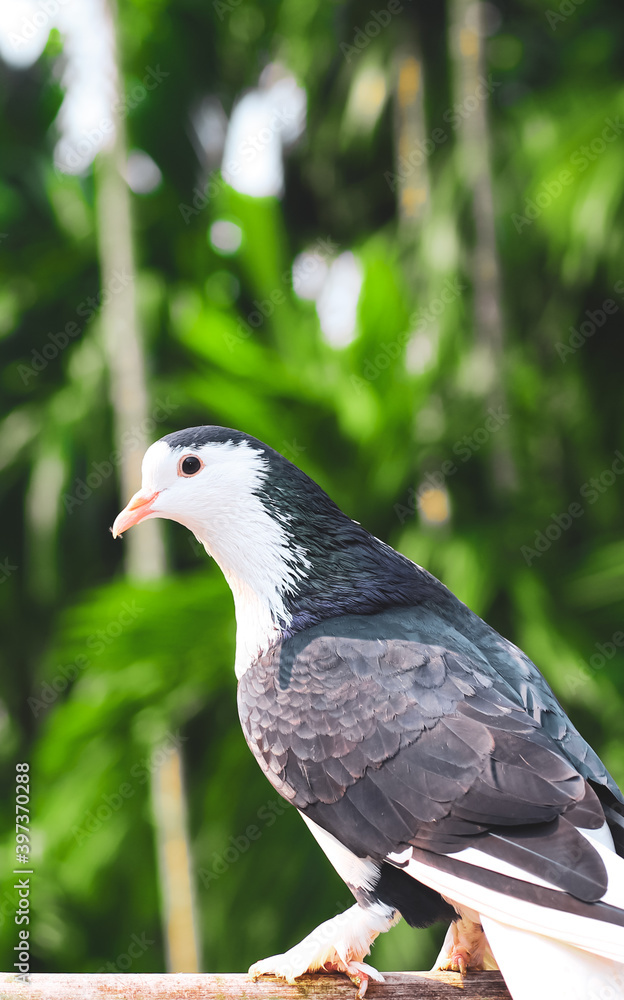 Pigeon posing for the photo. Front view of the face of pigeon face to ...