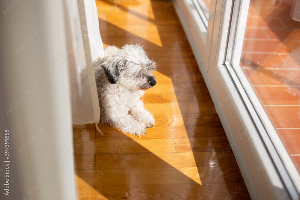 Cute little dog enjoying sun rays by the balcony door window. Bolonka ...