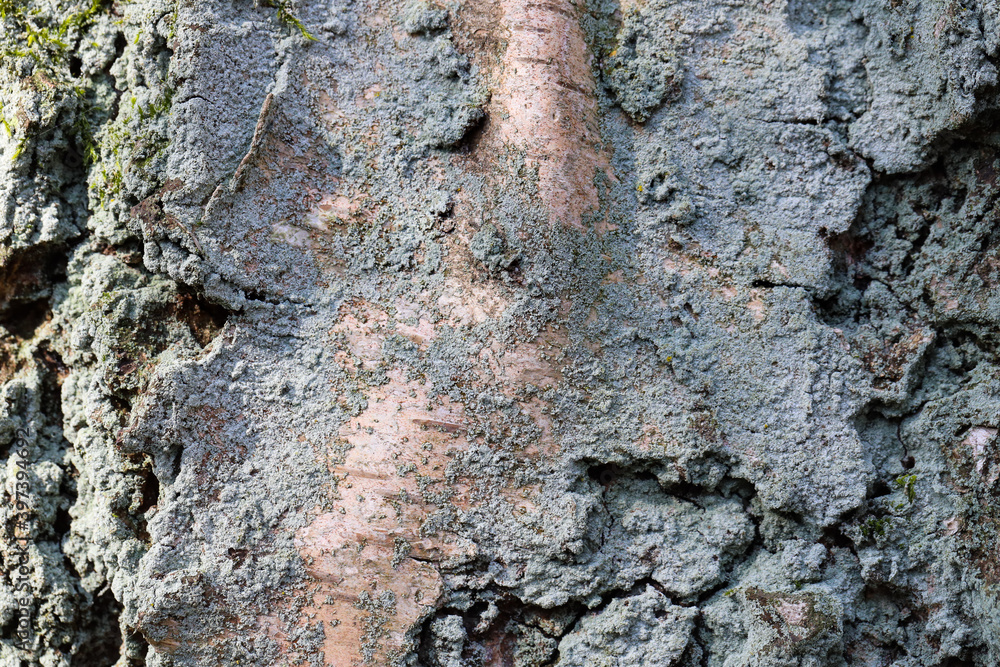colorful bark close up, forest walk, tree, texture kleuren van ...