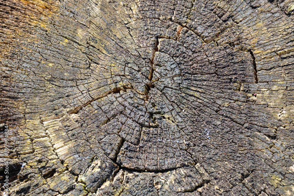 structure of tree stump, texture, rings, grow, old, structuur van ...