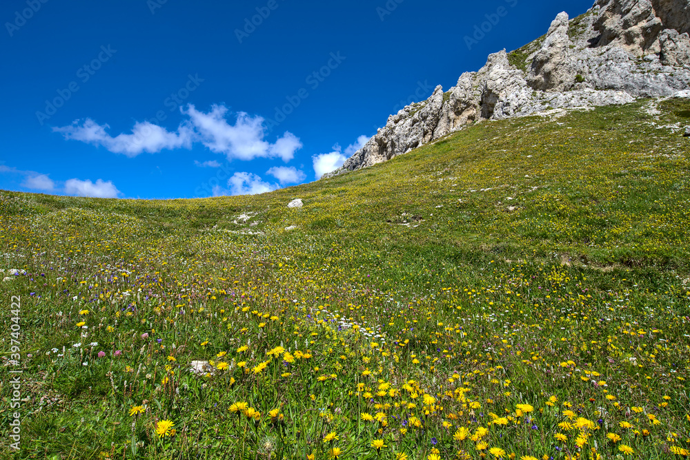 Prato con fiori gialli nelle Dolomiti, ai piedi del monte Civetta ...