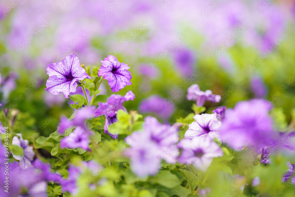 Nature of flower in garden using as cover page background natural flora ...