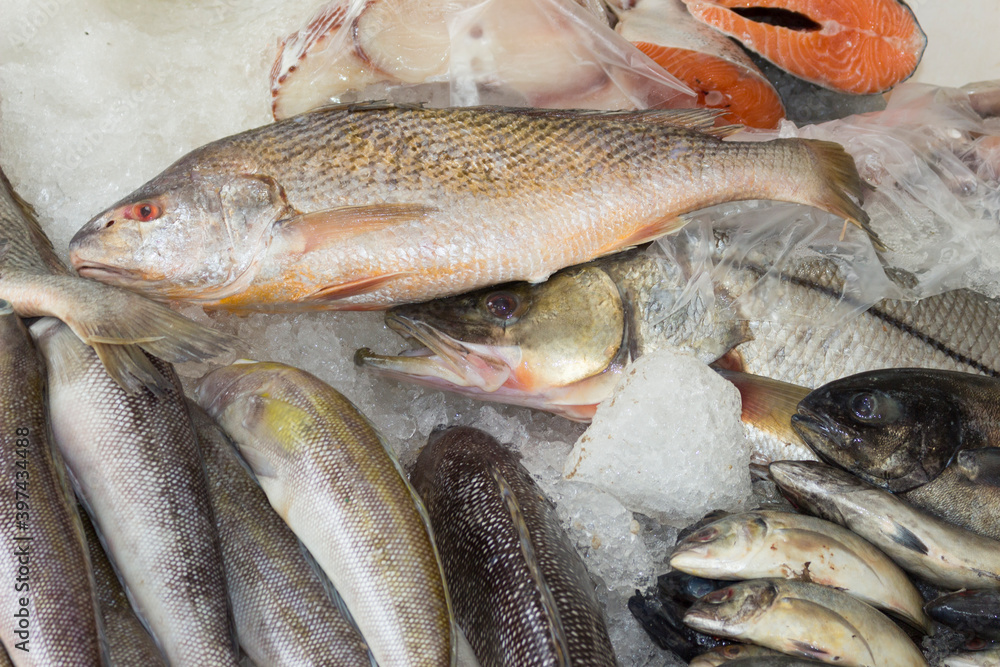 Corvina and other fish in the fish market preserved on ice. Marine fish ...
